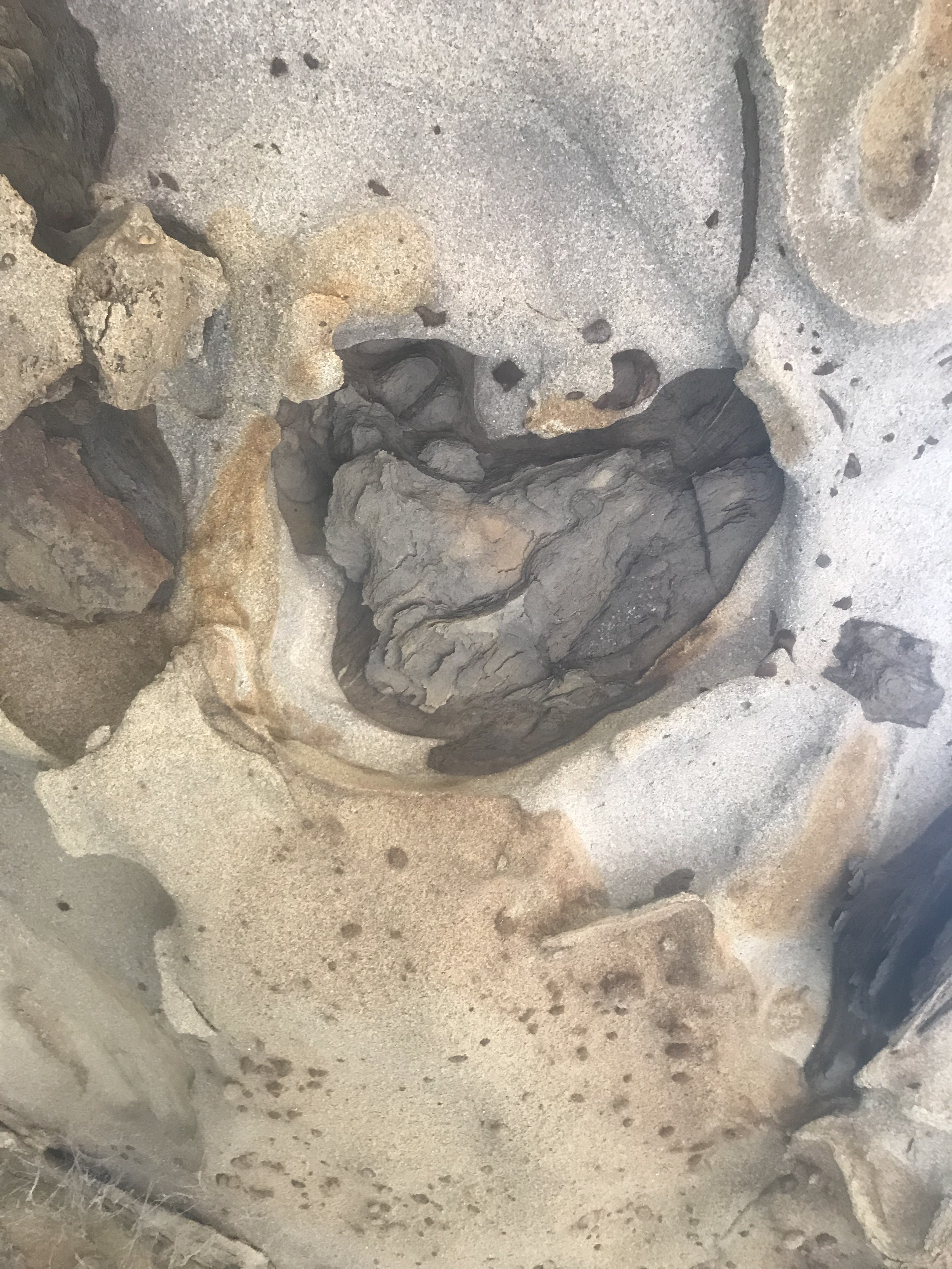 Carboniferous Plant Hunt! - Fossil Hunting Trips - The Fossil Forum