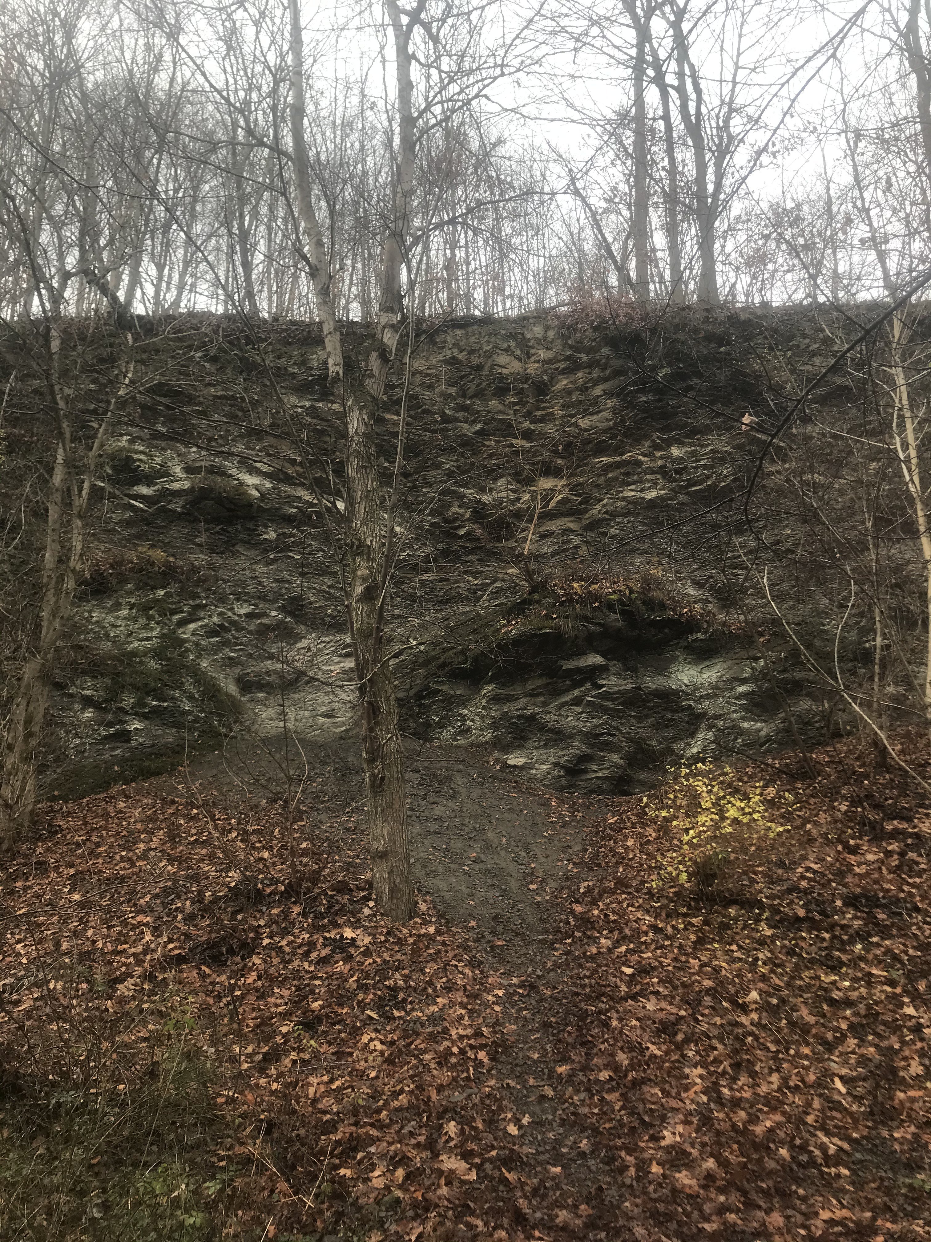 Carboniferous Plant Hunt! - Fossil Hunting Trips - The Fossil Forum