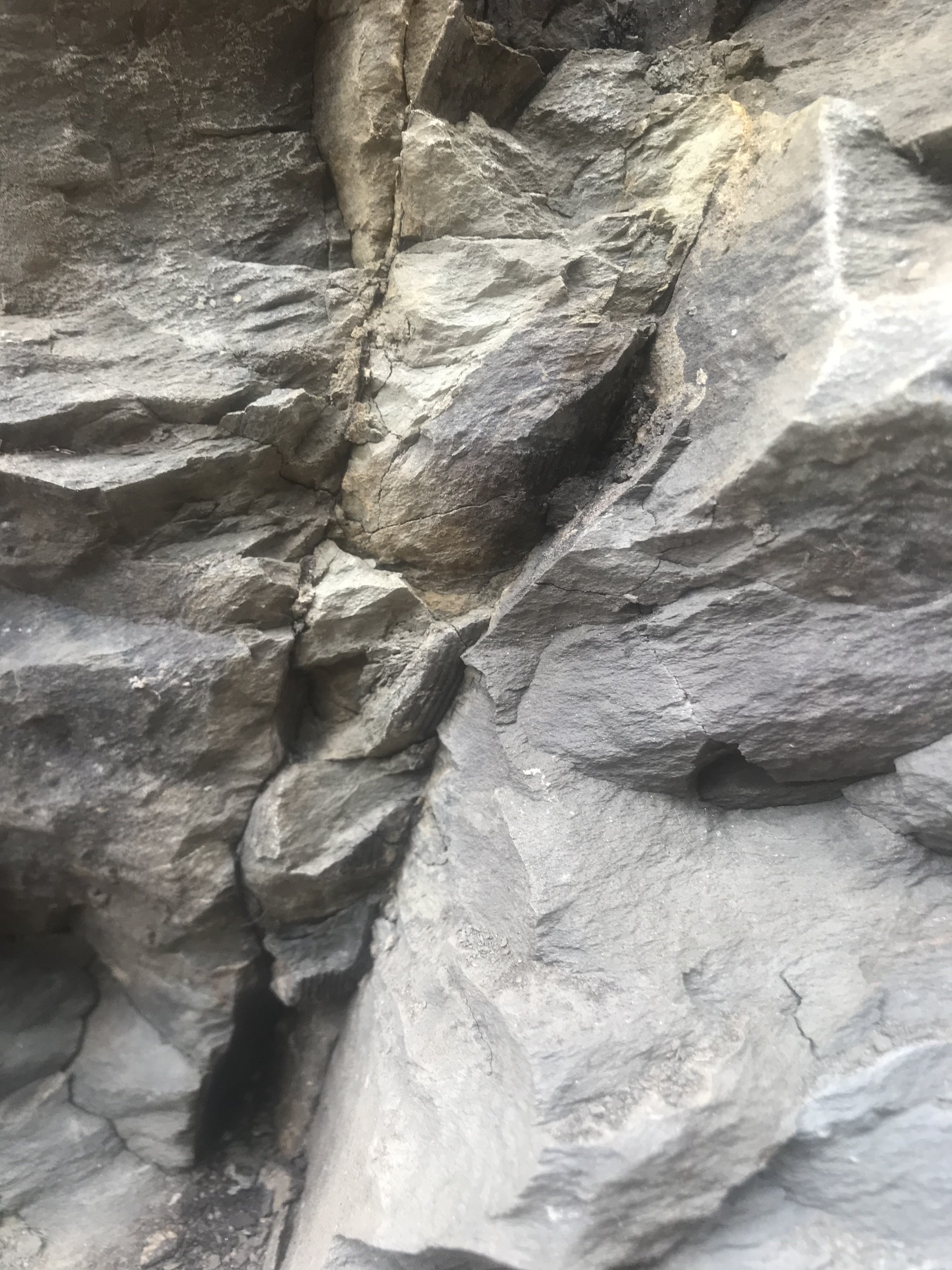Carboniferous Plant Hunt! - Fossil Hunting Trips - The Fossil Forum