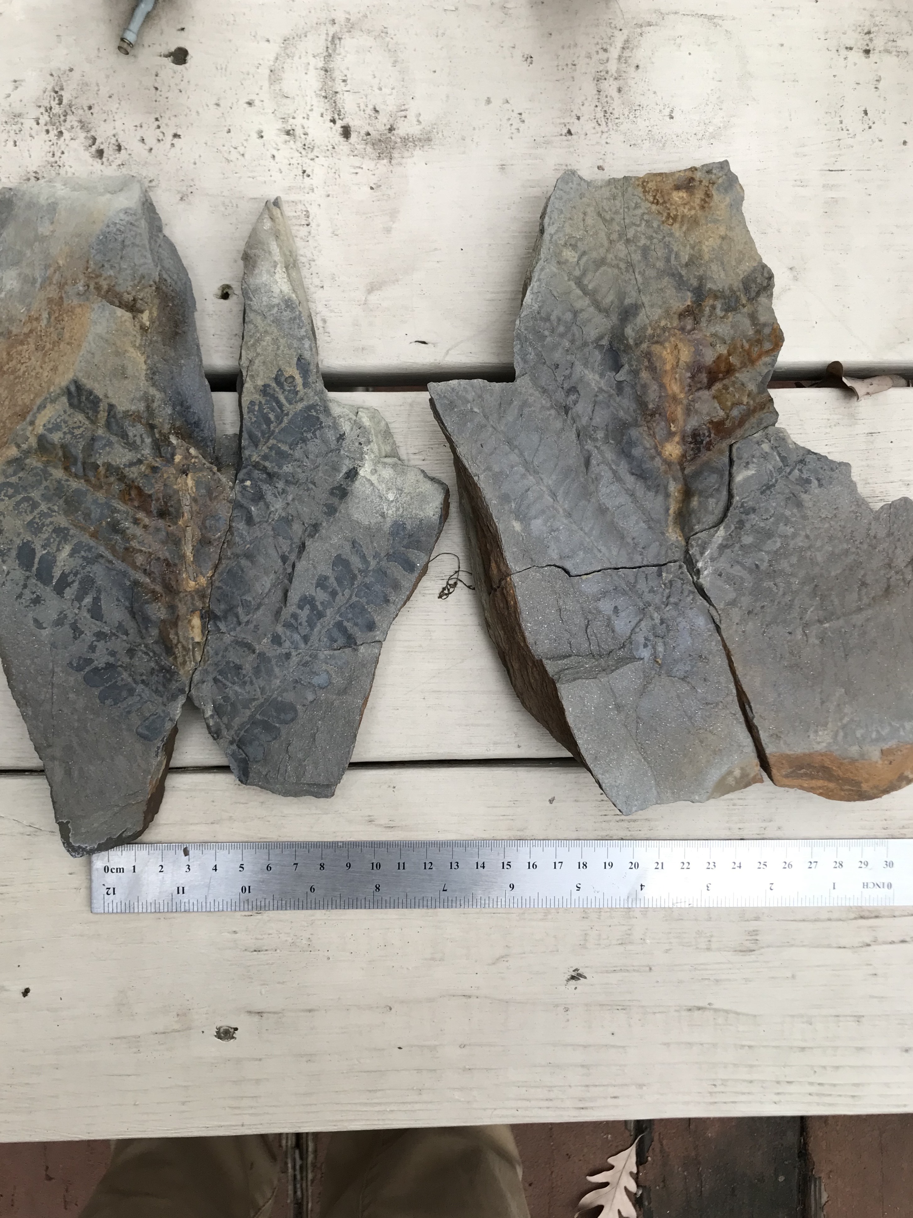 Carboniferous Plant Hunt! - Fossil Hunting Trips - The Fossil Forum