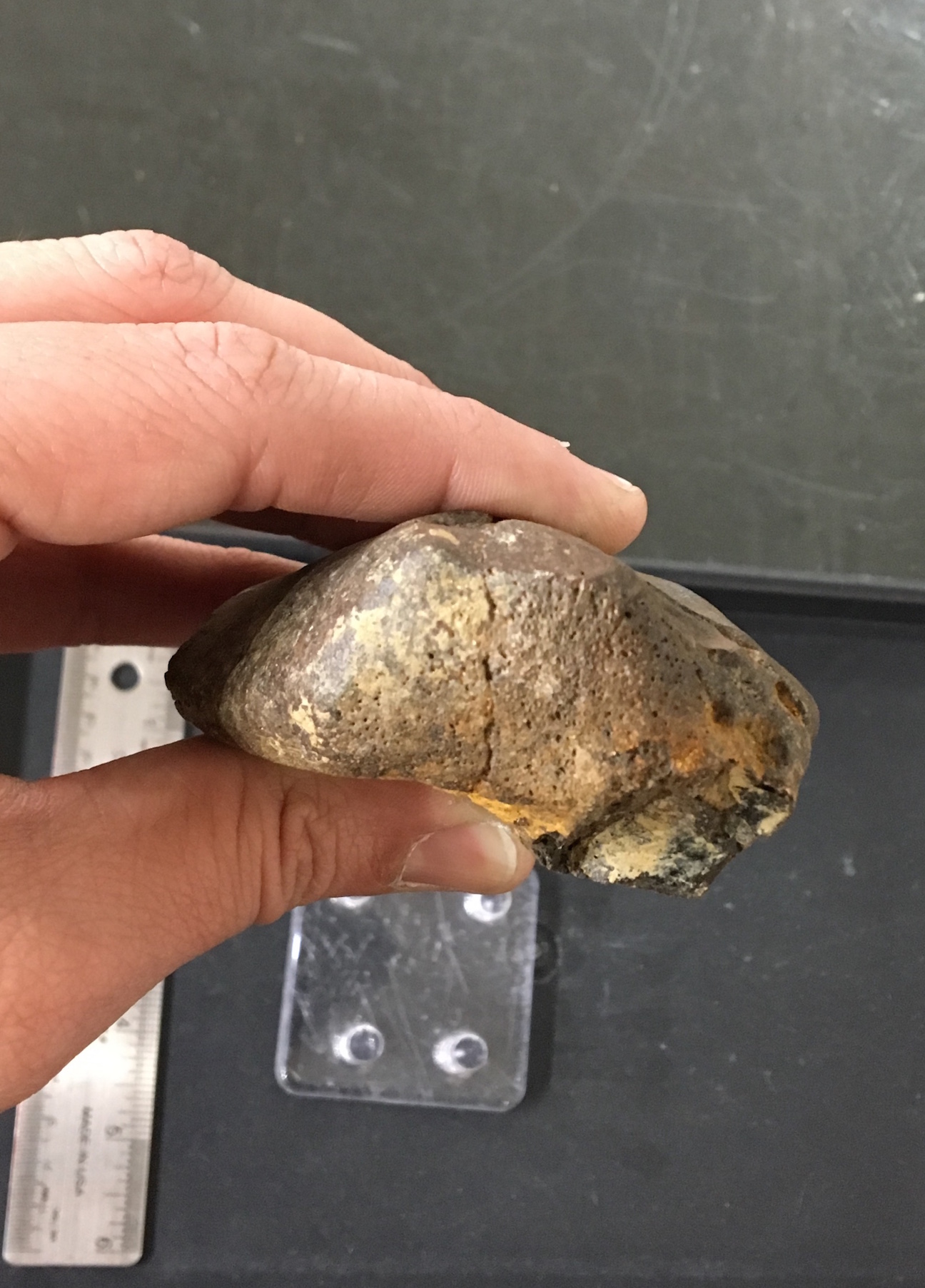 What body parts is this? - Fossil ID - The Fossil Forum