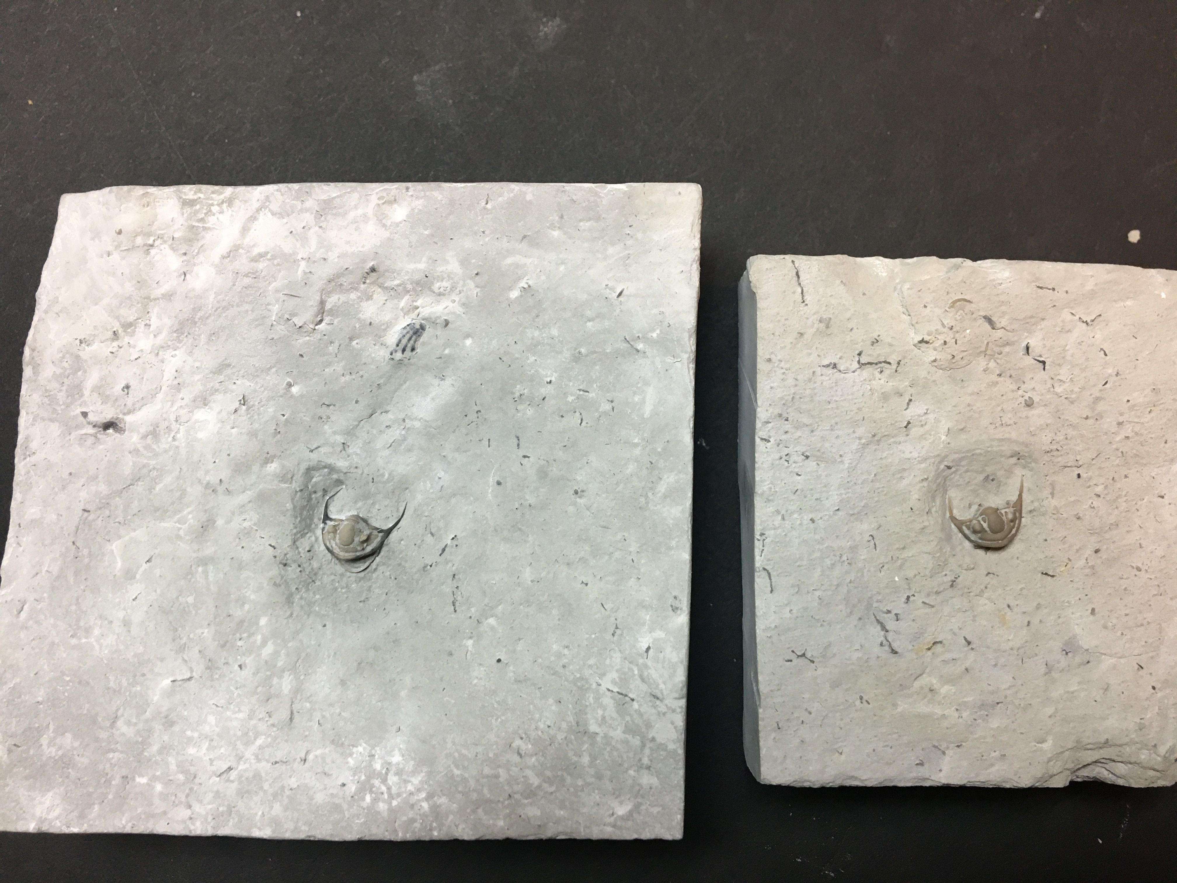 Eucalyptocrinites crassus Hall Waldron Shale Formation - Fossil ...