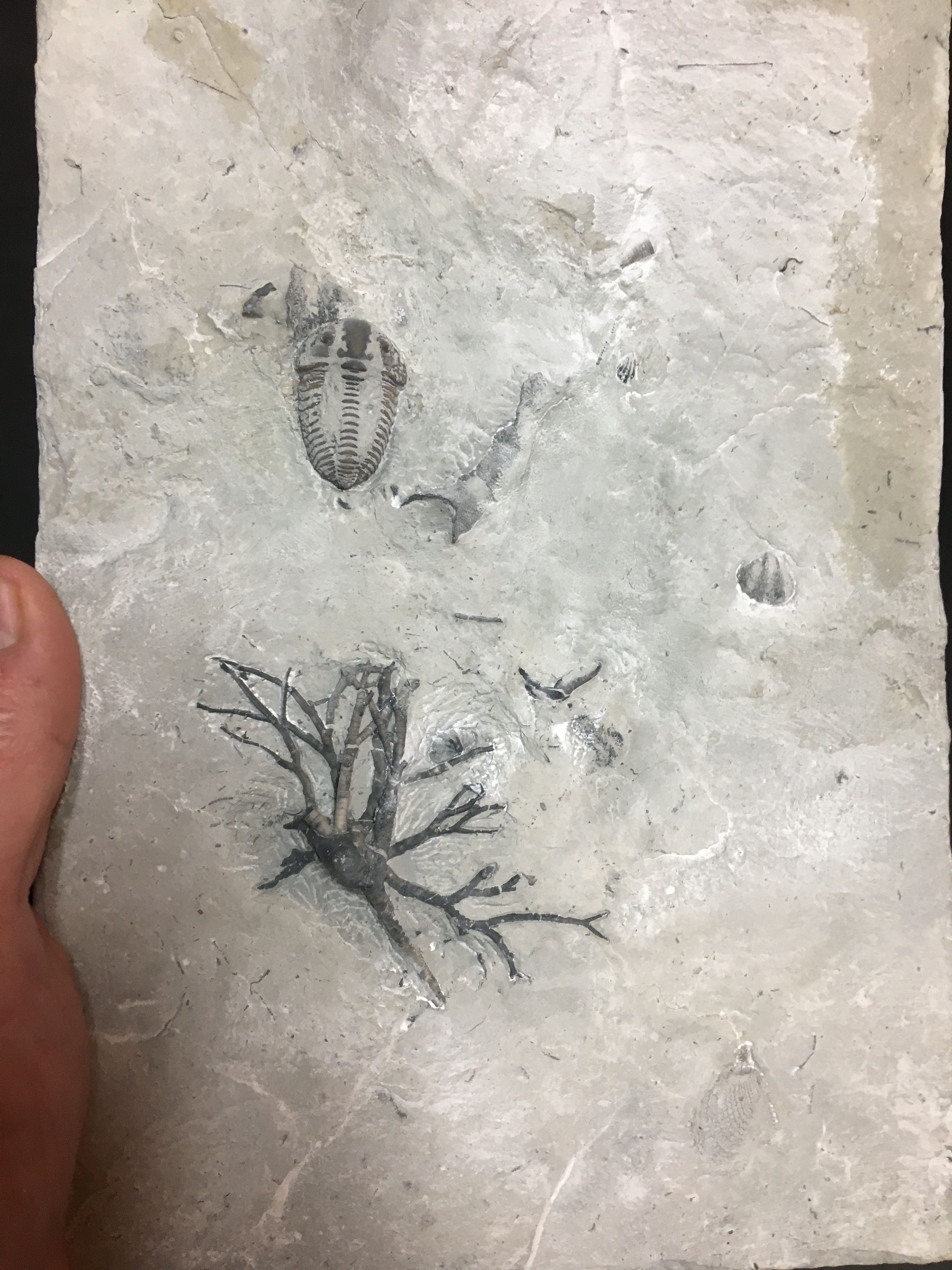 Eucalyptocrinites crassus Hall Waldron Shale Formation - Fossil ...