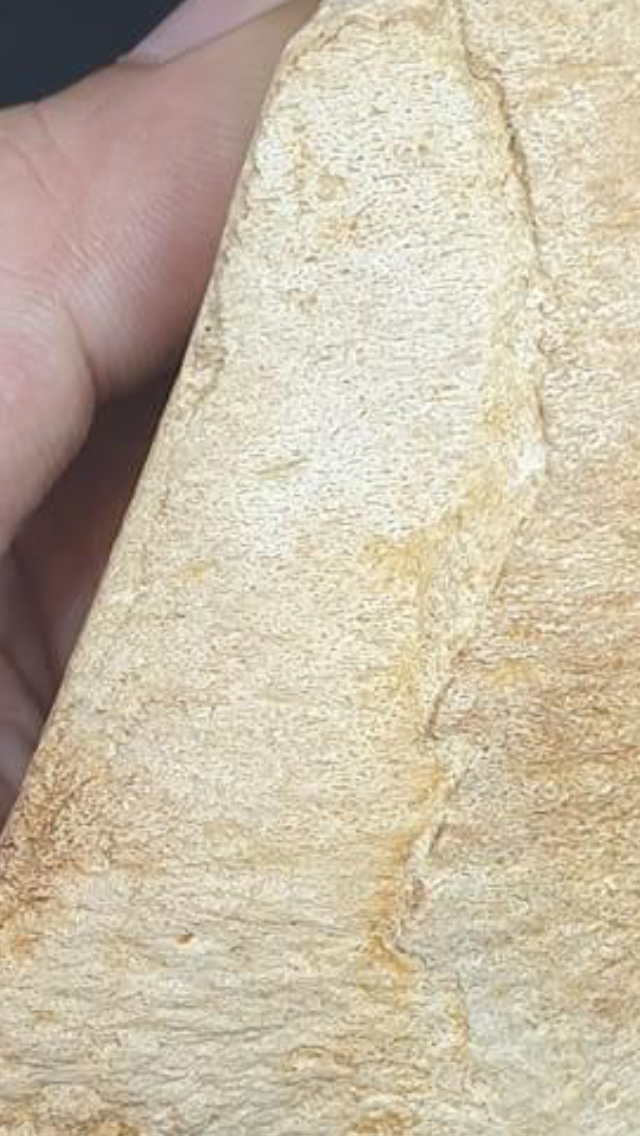 Restored meg - Is It Real? How to Recognize Fossil Fabrications - The ...
