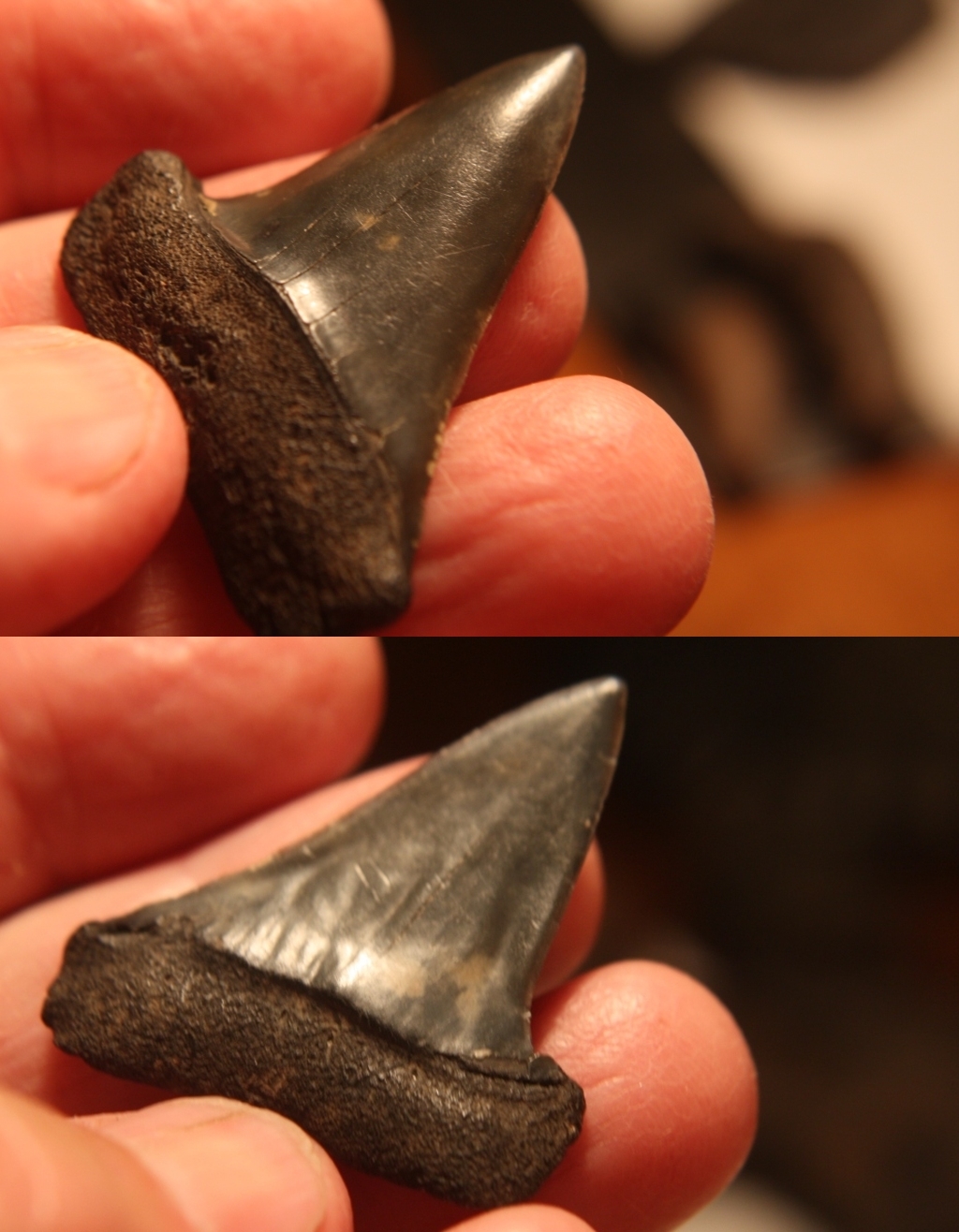 Shark Tooth ID - Fossil ID - The Fossil Forum