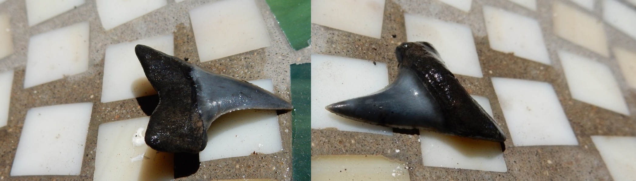 Shark Tooth ID - Fossil ID - The Fossil Forum