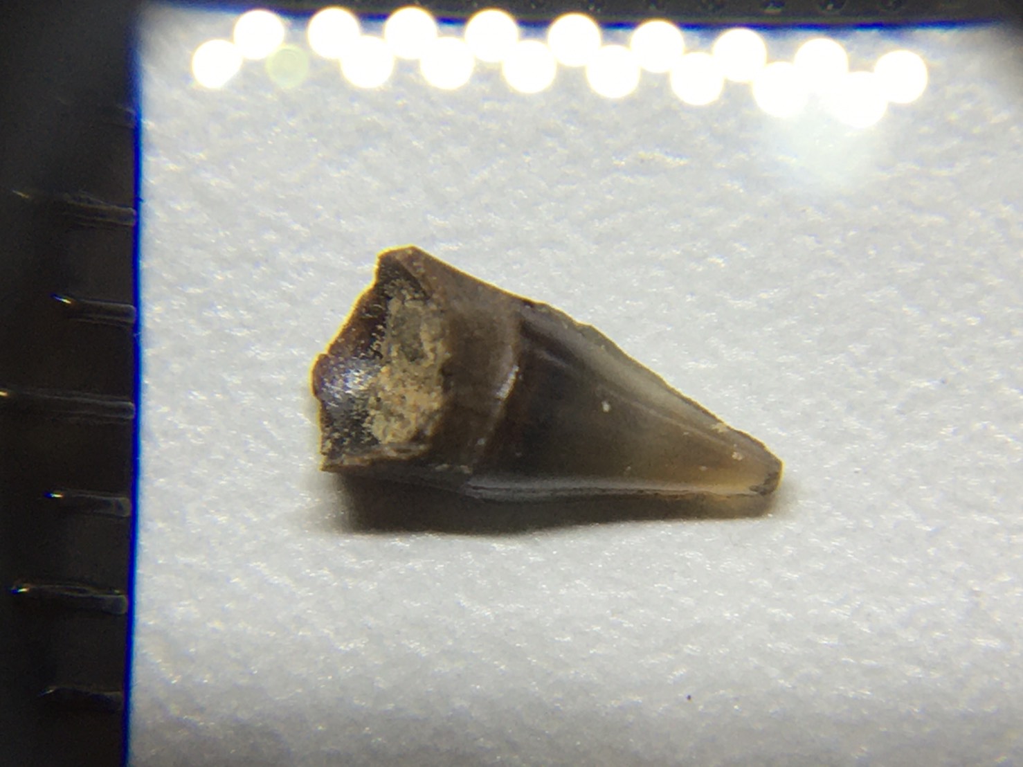 Aguja matrix fossil hunting !! - Fossil Hunting Trips - The Fossil Forum