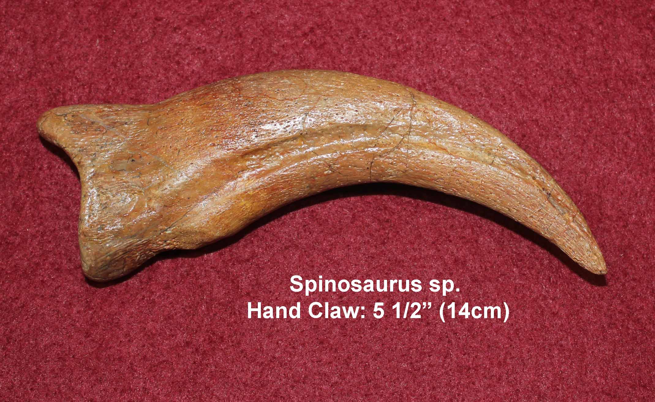 Spinosaurus Reconstruction - General Fossil Discussion - The Fossil Forum
