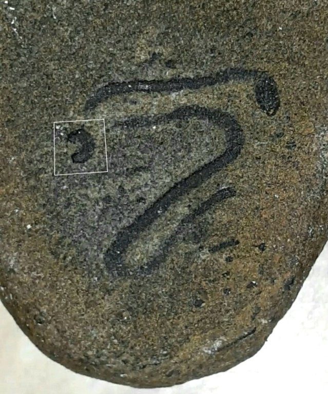 Fossil snake or worm? - Fossil ID - The Fossil Forum