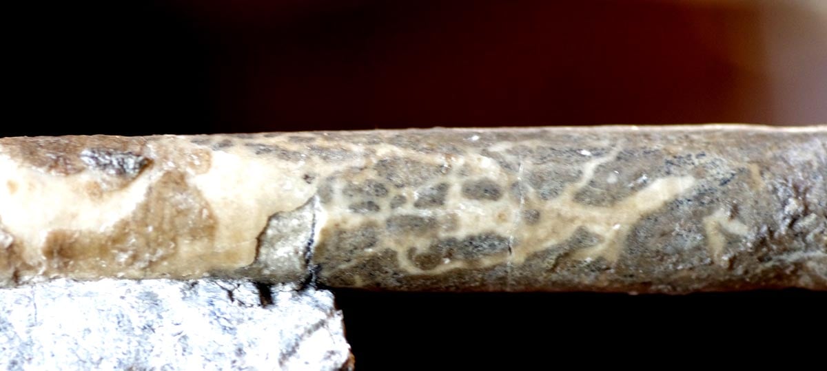 Orthoceras sweden - Fossil ID - The Fossil Forum