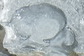 Cephalon - Fossil ID - The Fossil Forum