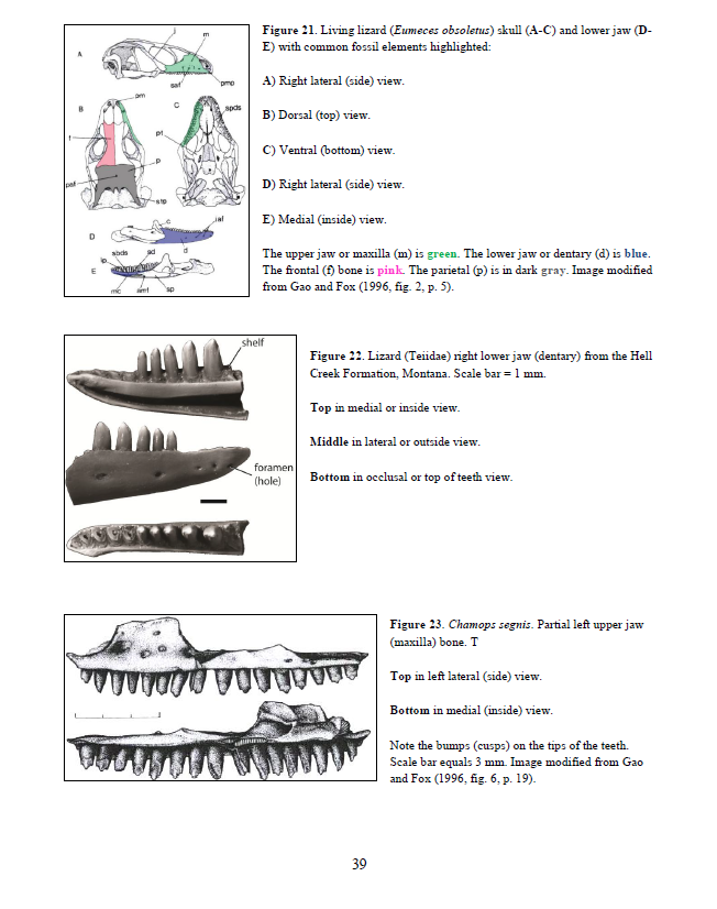 Amphibian (Scapherpeton) jaw section? - Fossil ID - The Fossil Forum