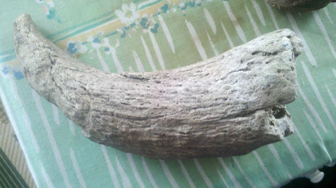Bison Horn Core - Member Collections - The Fossil Forum