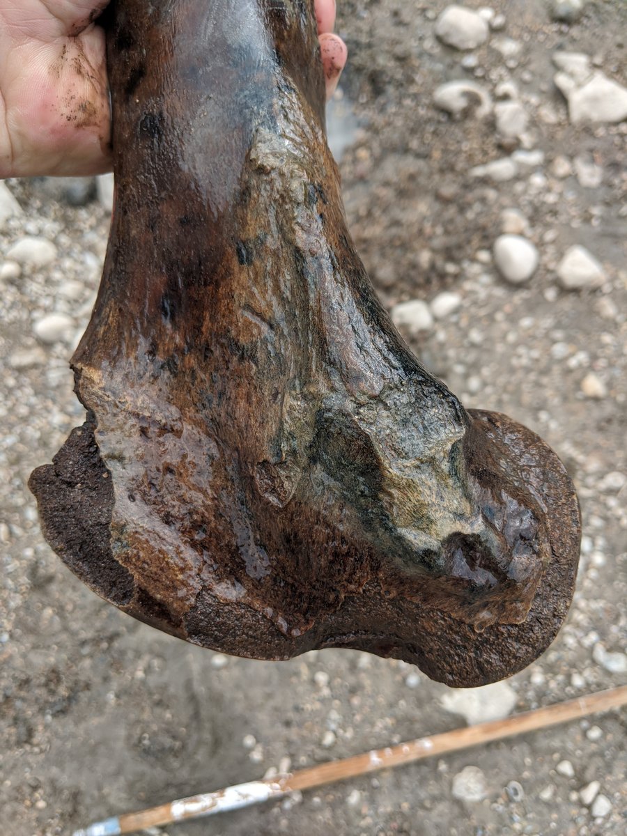 Bison Femur - Member Collections - The Fossil Forum