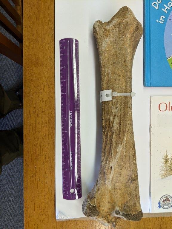 Horse Tibia With Cut Marks - Member Collections - The Fossil Forum