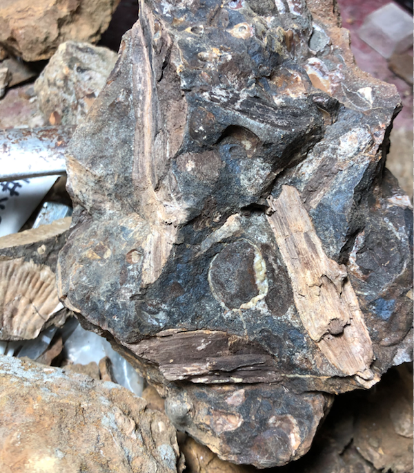 Fox Hills Formation Excursion - Fossil Hunting Trips - The Fossil Forum