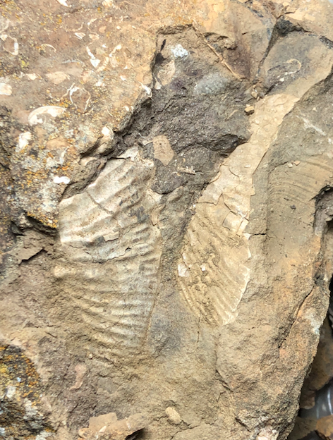 Fox Hills Formation Excursion - Fossil Hunting Trips - The Fossil Forum