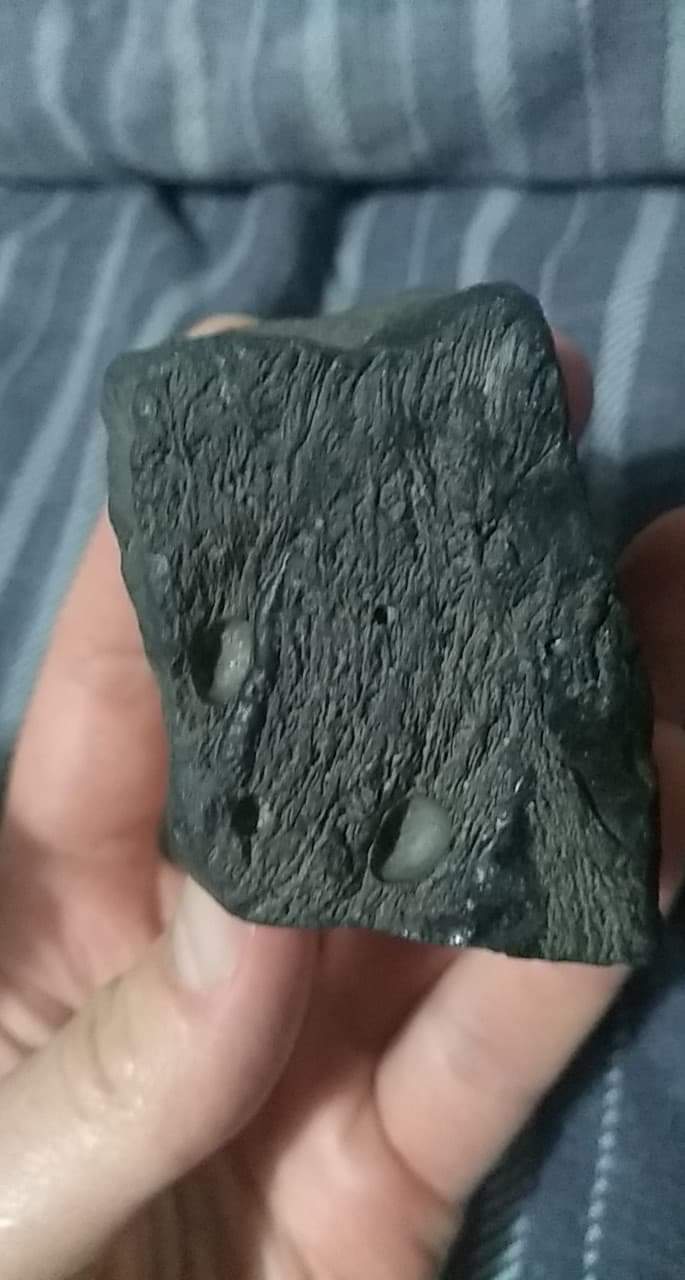 Thames fossil, tree? - Fossil ID - The Fossil Forum