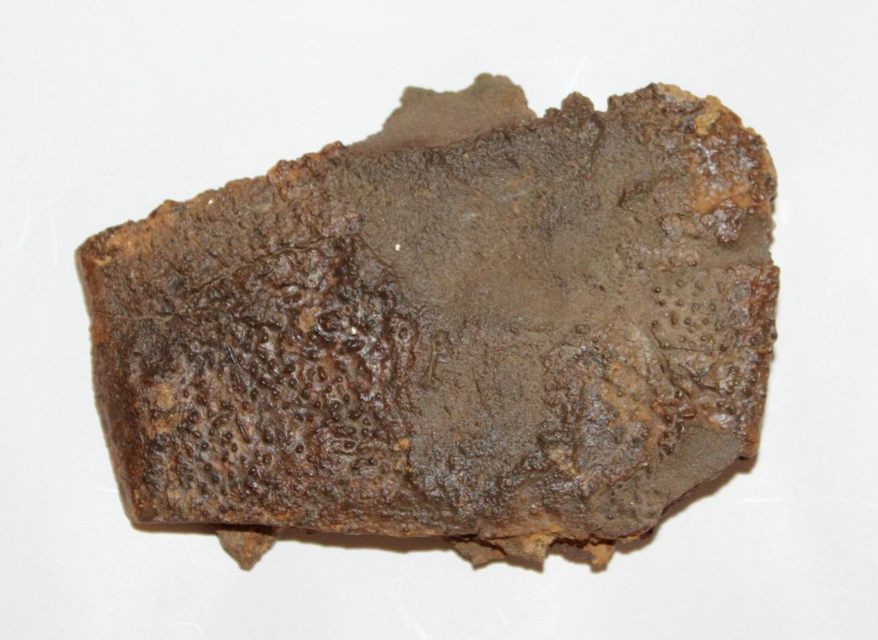 Claw? triassic - Fossil ID - The Fossil Forum