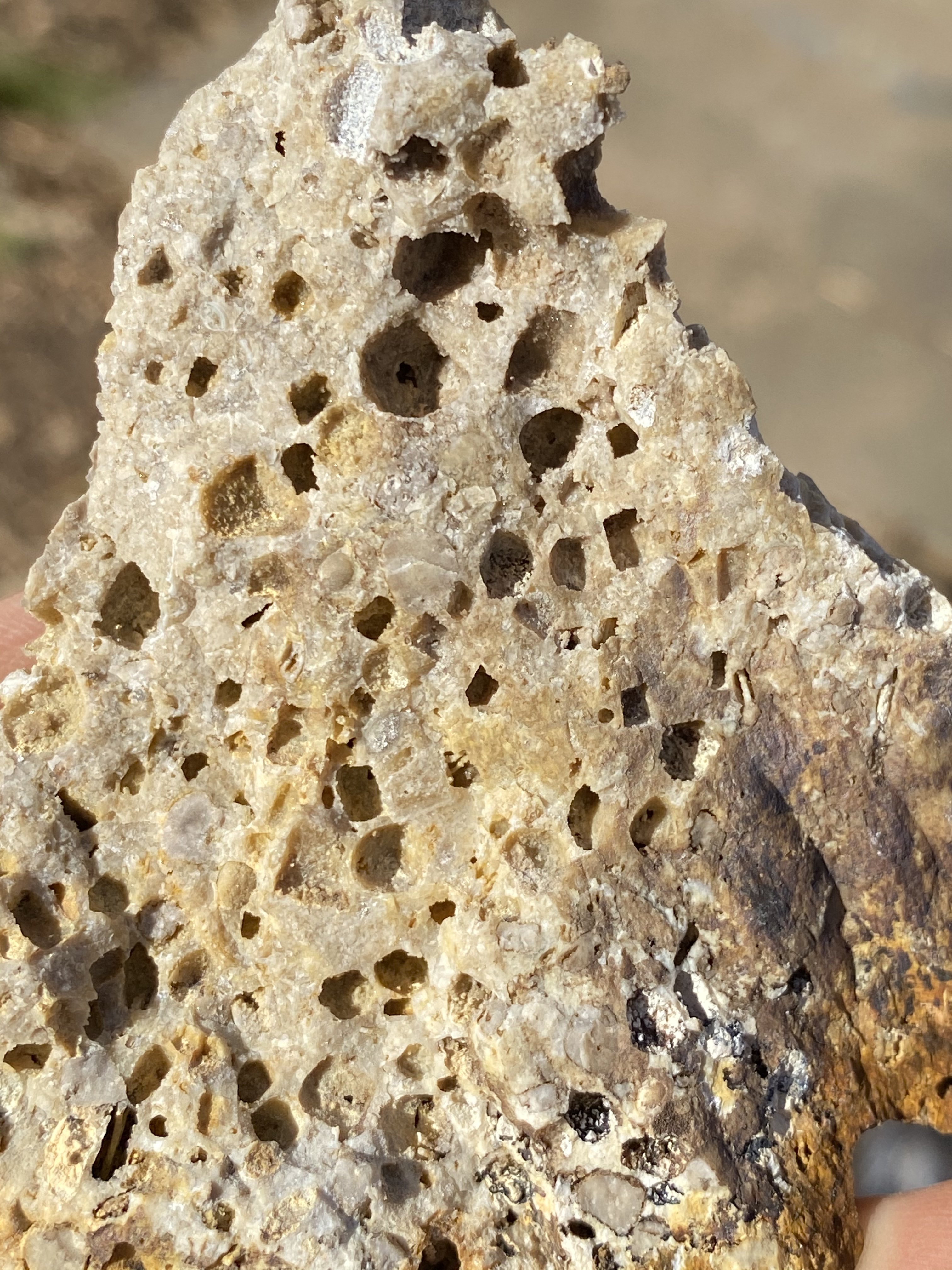 Swiss cheese rock - Fossil ID - The Fossil Forum