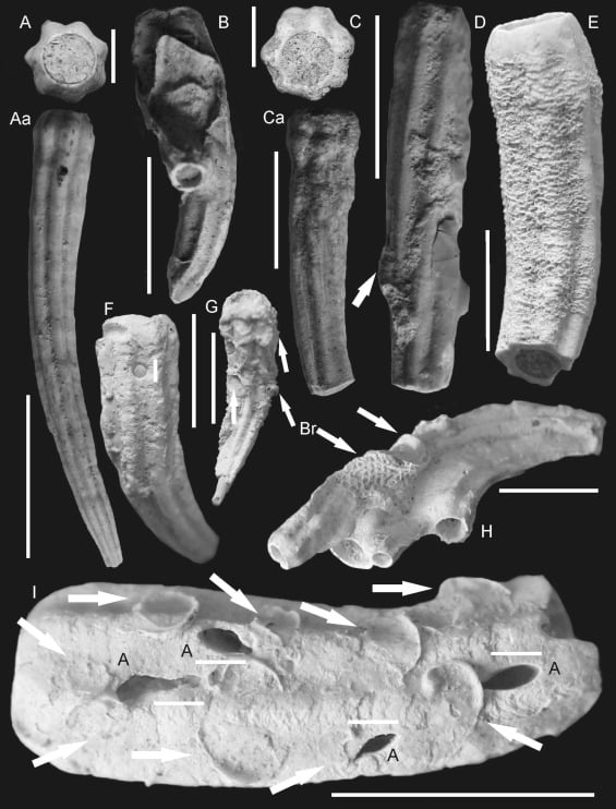 Bat skull? - Fossil ID - The Fossil Forum