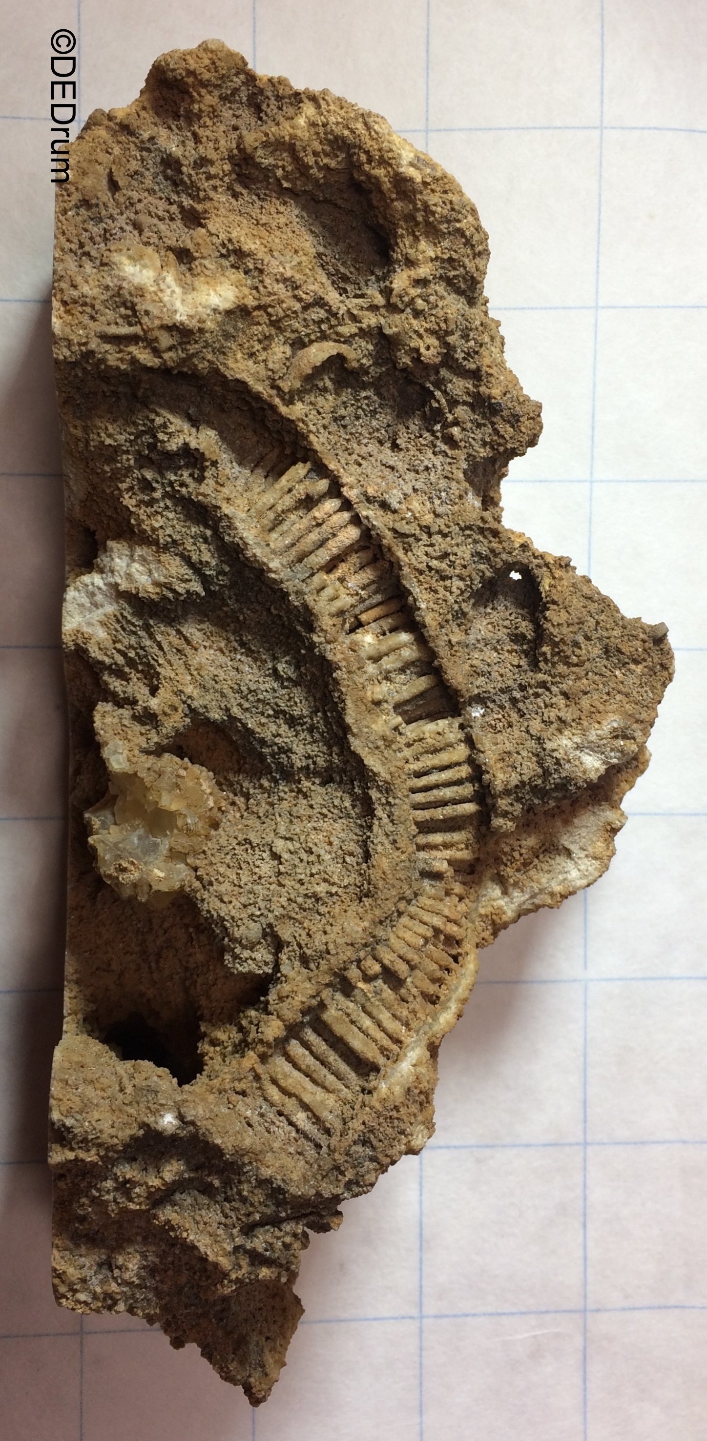 How did you get in to fossils? - General Fossil Discussion - The Fossil ...