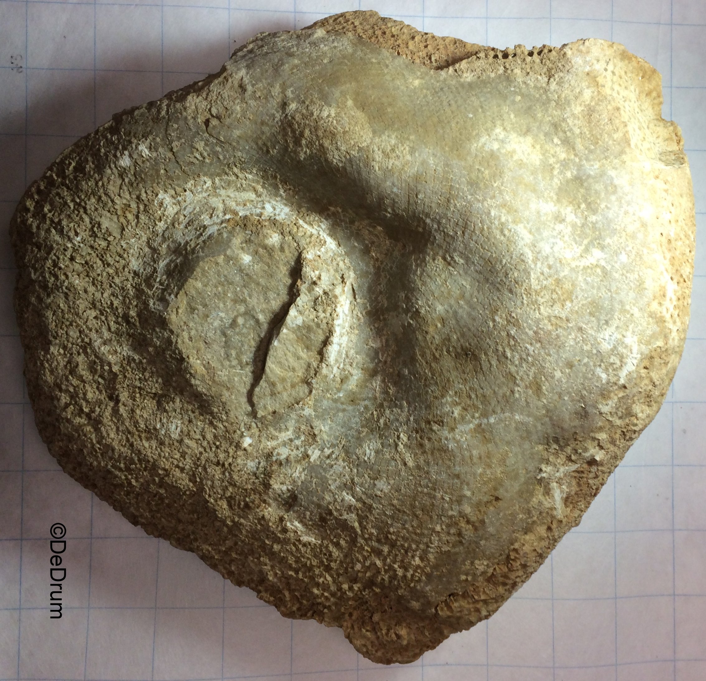 Recptaculites? Odd structures - Fossil ID - The Fossil Forum