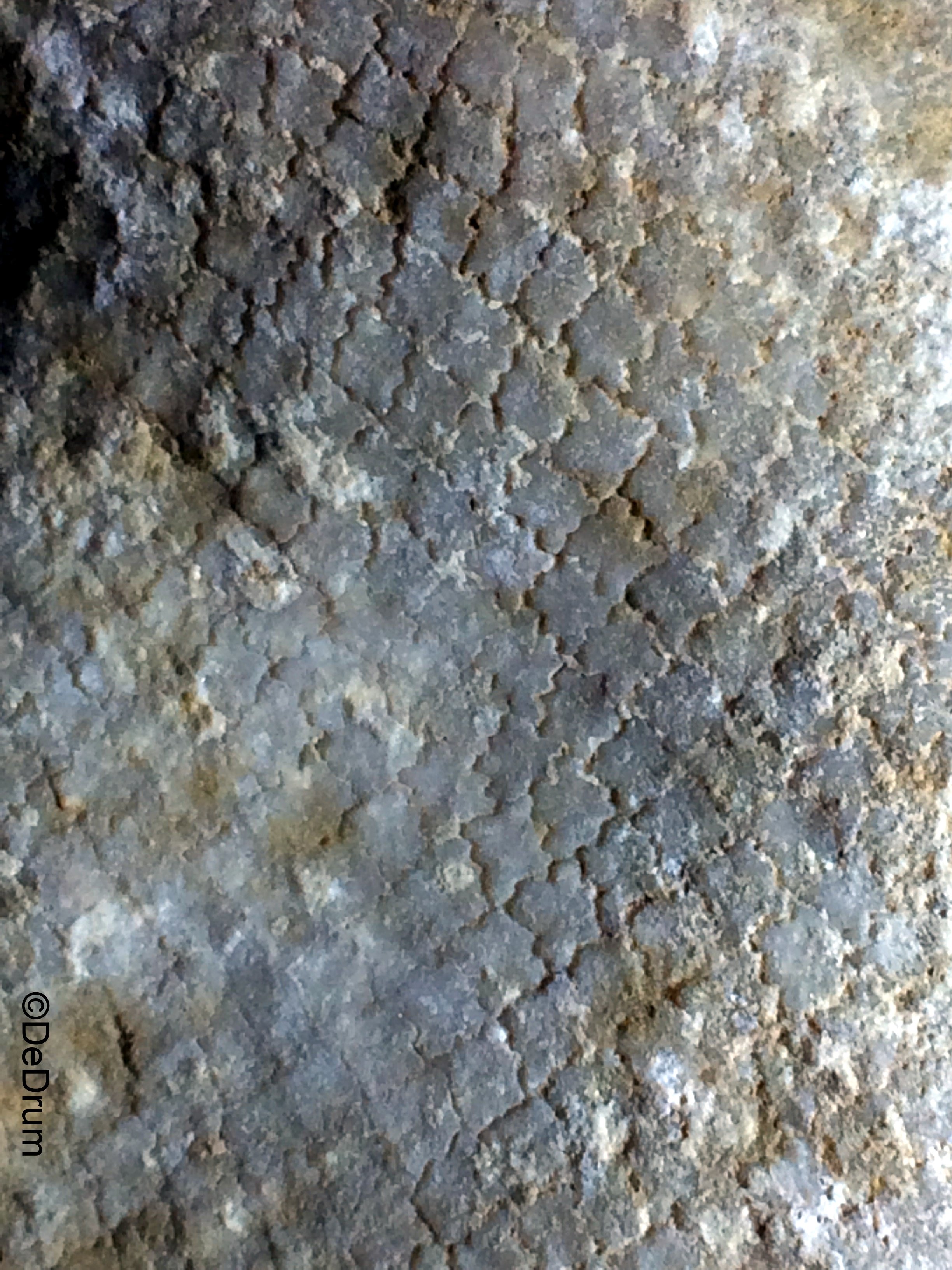 Recptaculites? Odd structures - Fossil ID - The Fossil Forum