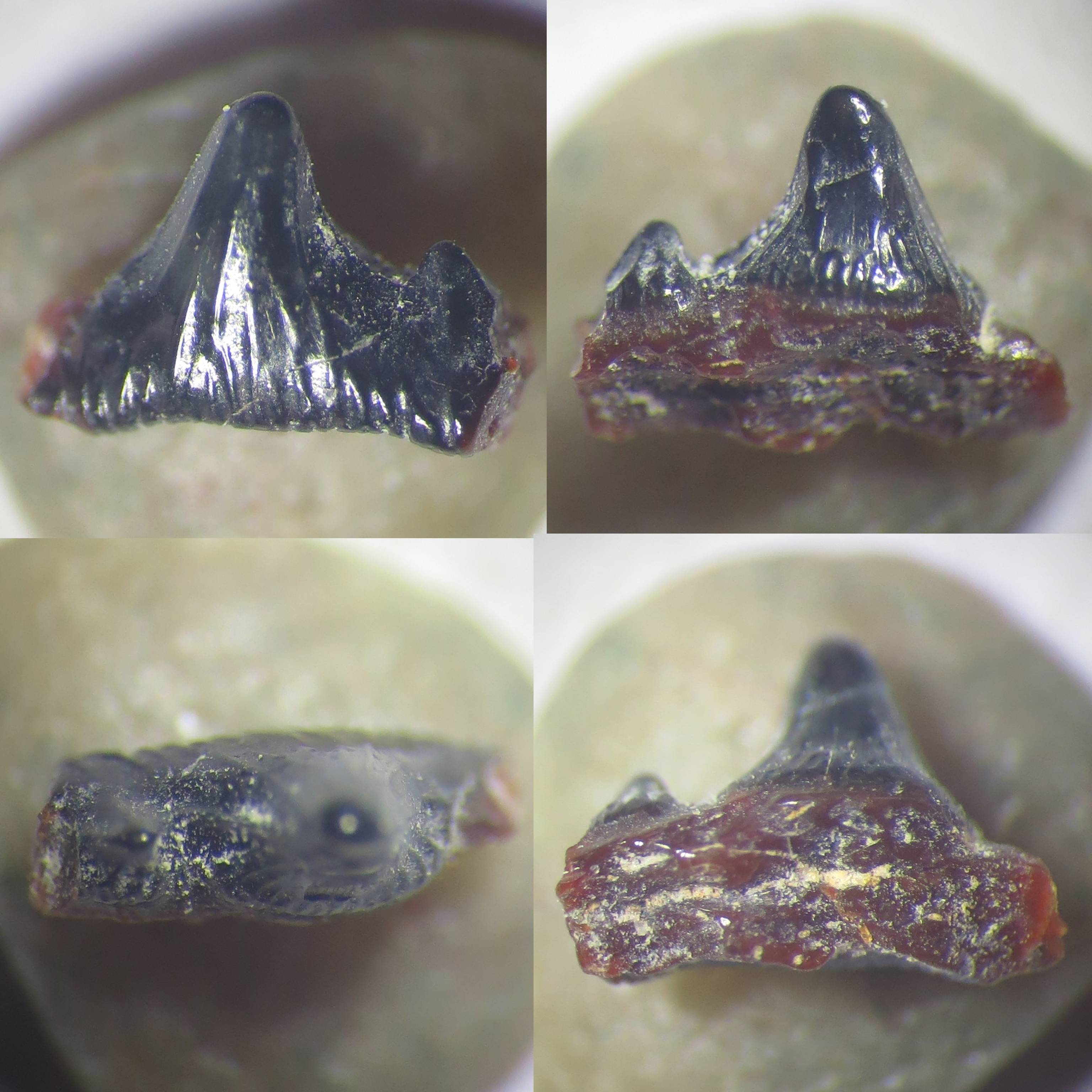 Shark tooth ID - Fossil ID - The Fossil Forum