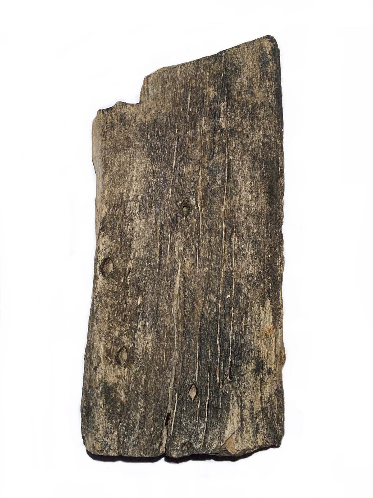 Strange Holes on Petrified Wood Bark from the Mid-Late Eocene of Texas ...