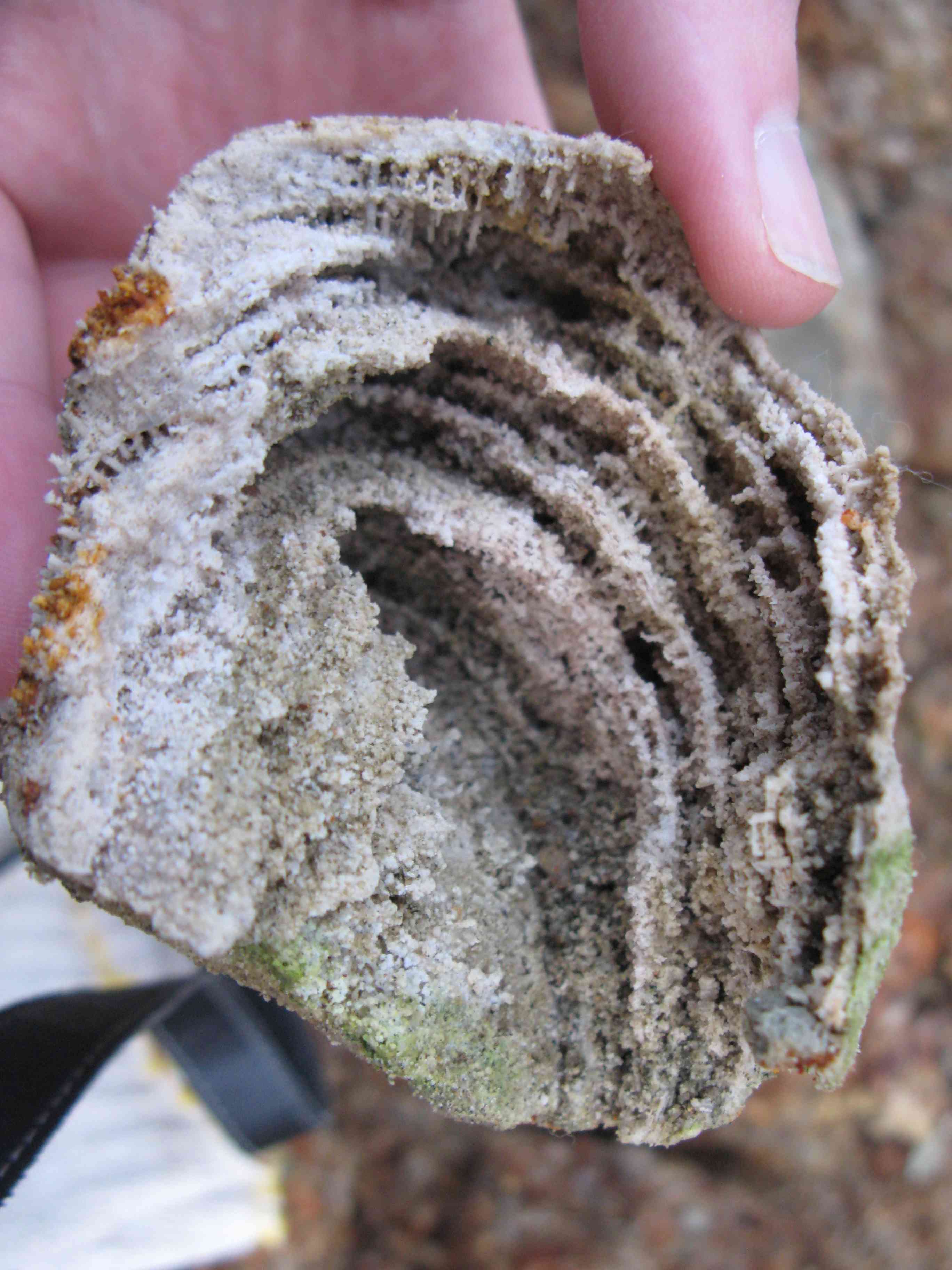 Fragile Porifera - Fossil Hunting Trips - The Fossil Forum