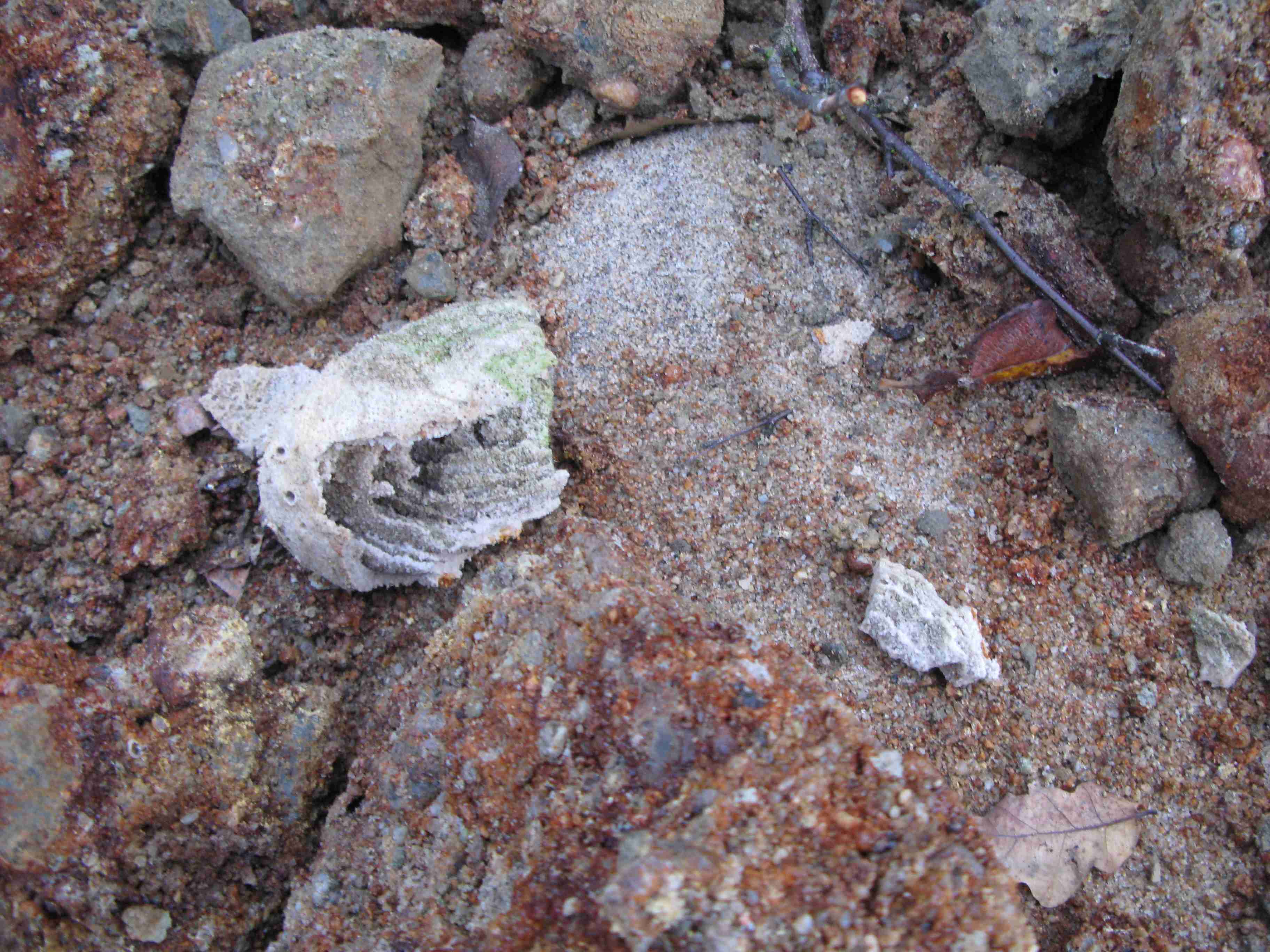 Fragile Porifera - Fossil Hunting Trips - The Fossil Forum