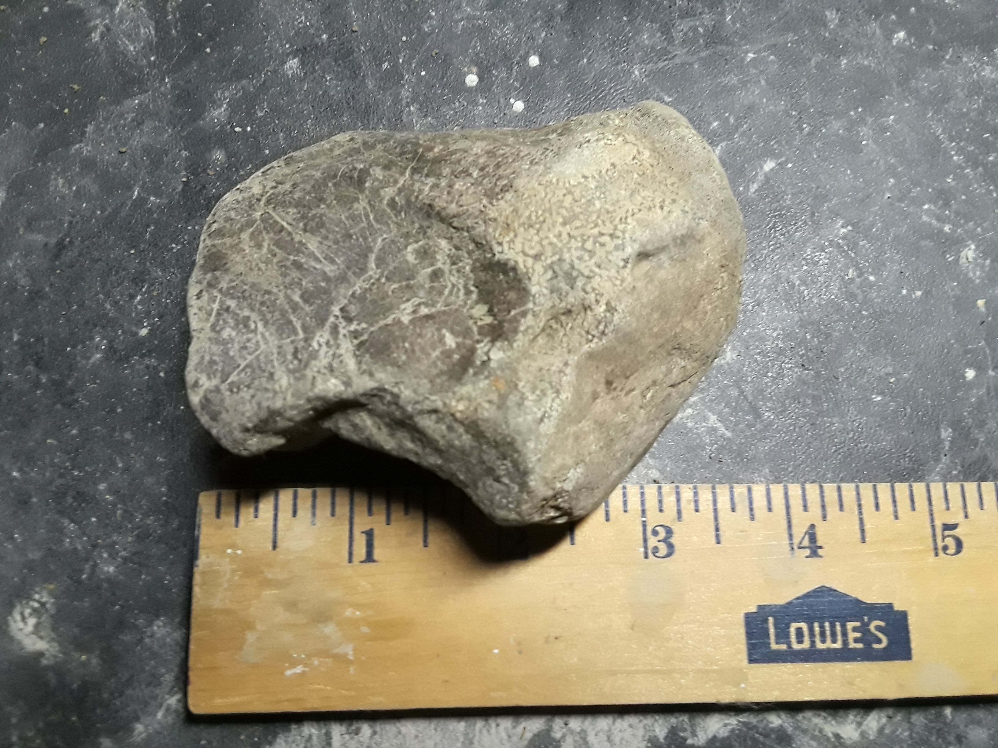 NSR Fossil Bone Identification - Fossil ID - The Fossil Forum