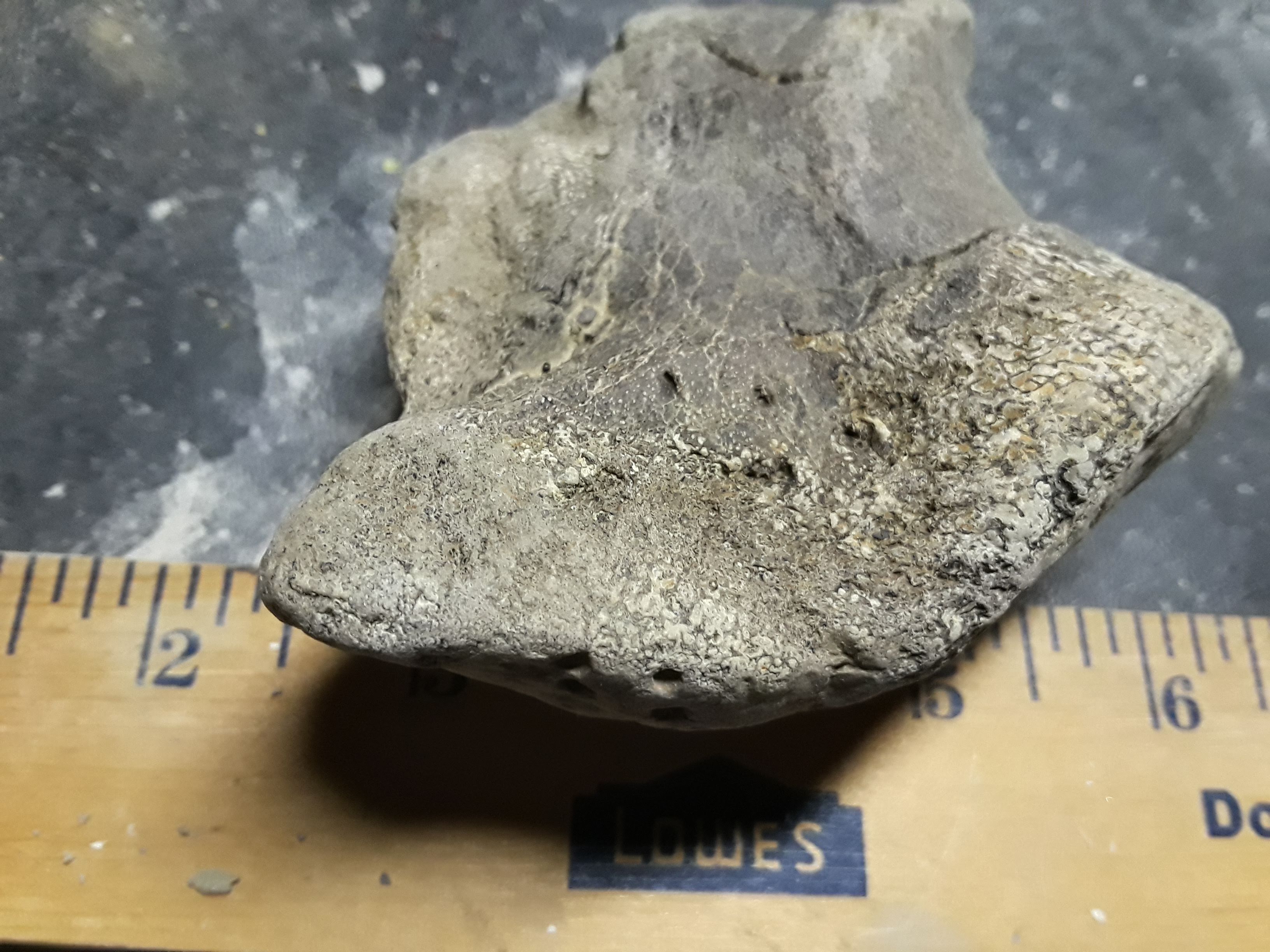 NSR Fossil Bone Identification - Fossil ID - The Fossil Forum