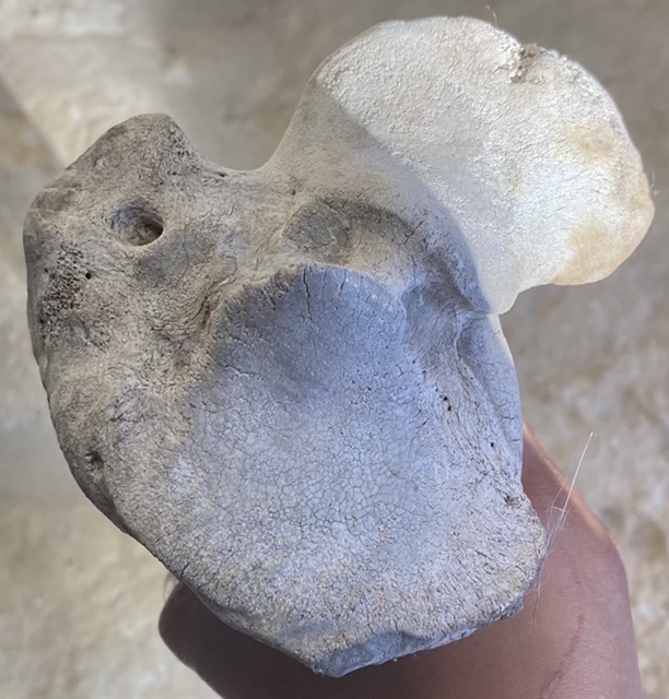 Bones - Fossil ID - The Fossil Forum