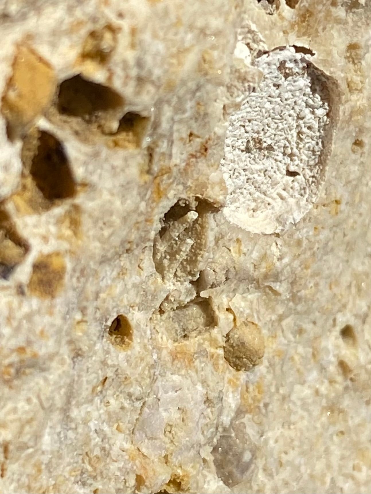 Swiss cheese rock - Fossil ID - The Fossil Forum