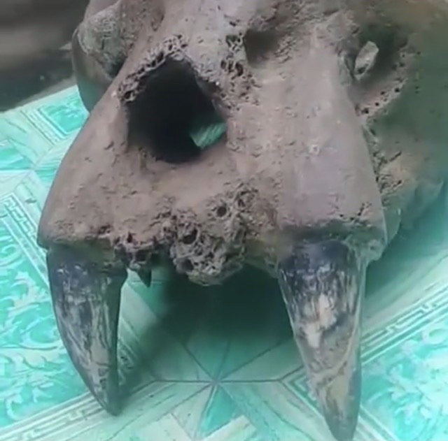 Indonesian skull? - Is It Real? How to Recognize Fossil Fabrications ...