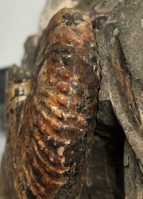 Fox Hills Formation of North Dakota - Member Collections - The Fossil Forum