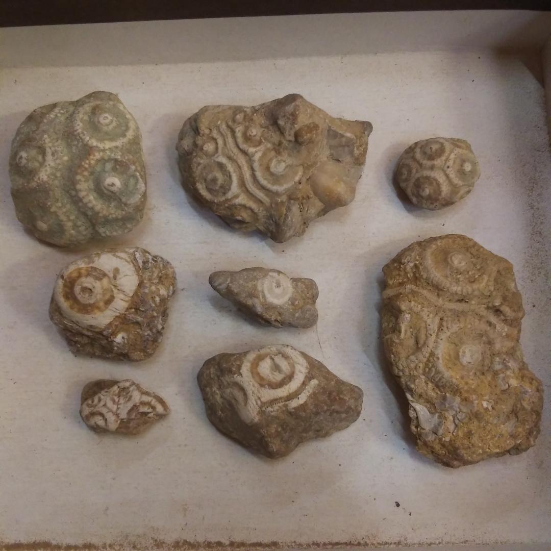 shark vertebrae? and what on earth?? - Fossil ID - The Fossil Forum