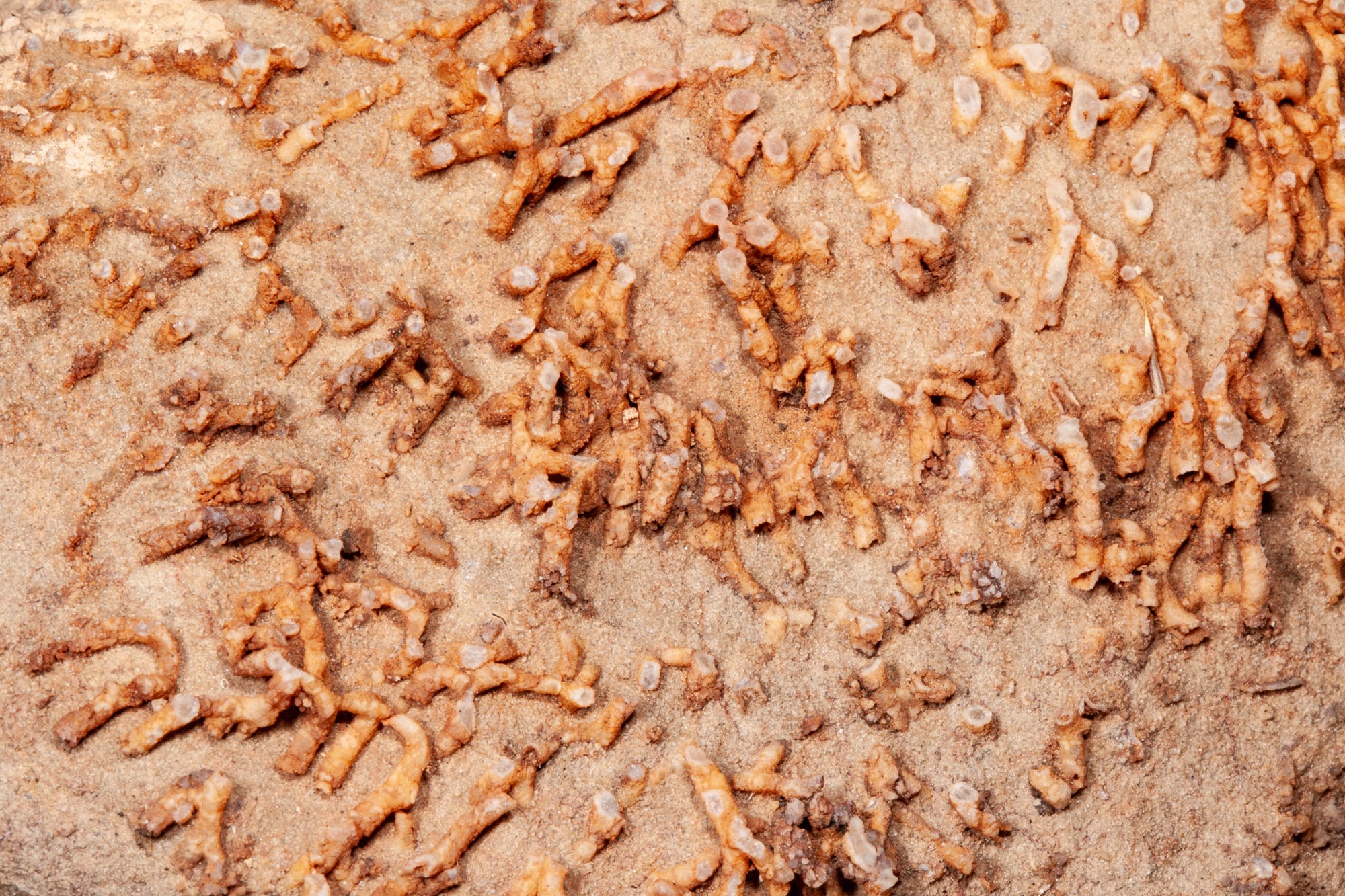 Tabulate coral ID - Syringopora or Aulopora? - Fossil ID - The Fossil Forum
