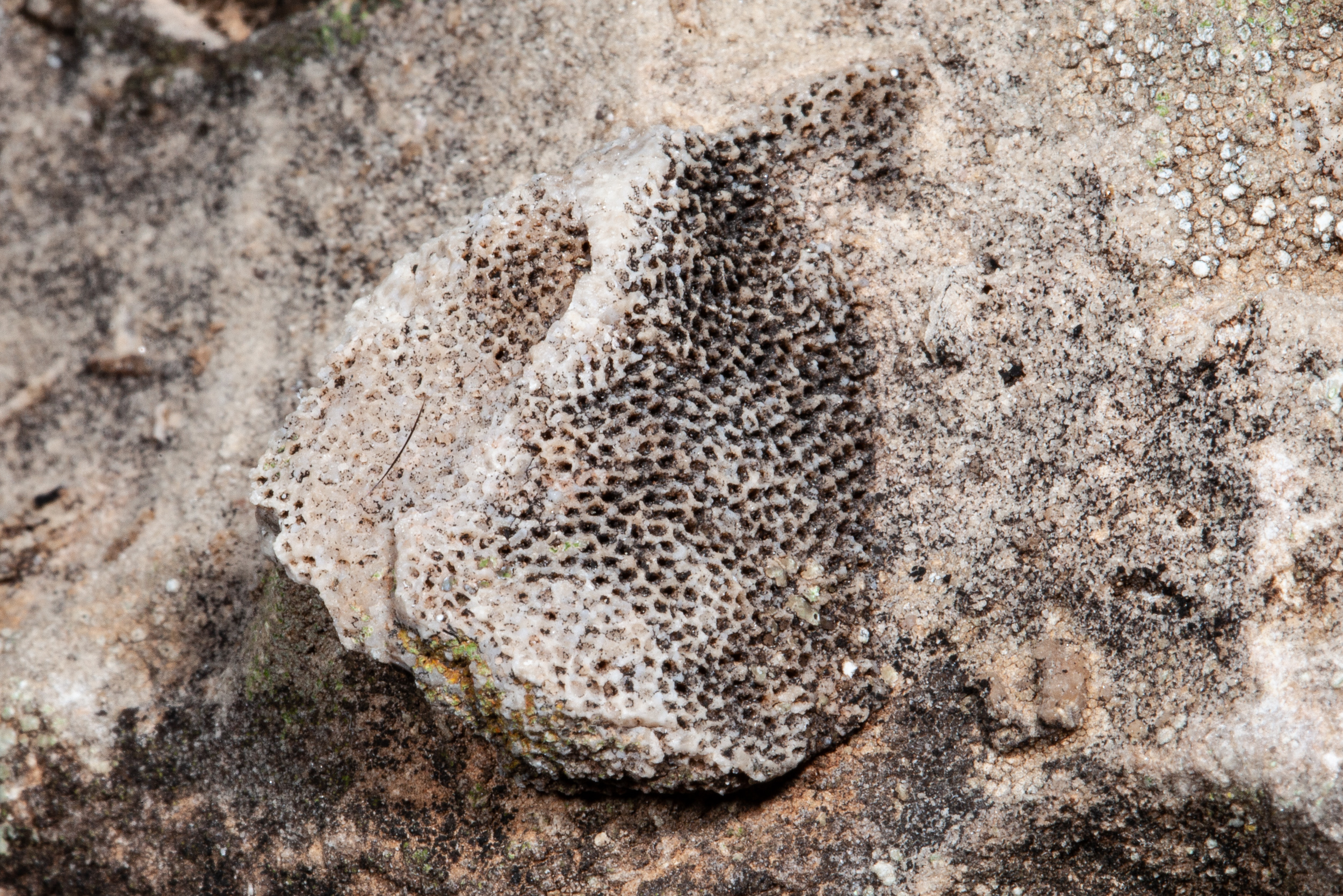 Bryozoan? Martin Limestone, Devonian, Verde Valley, AZ - Fossil ID ...