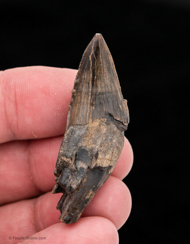 Odontocete or squalodon? - Fossil ID - The Fossil Forum