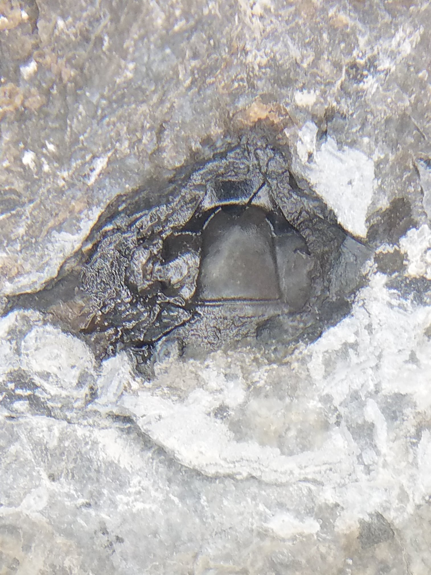 found "juvenile Dipleura dekayi trilobite Cephalon - Fossil ID - The ...