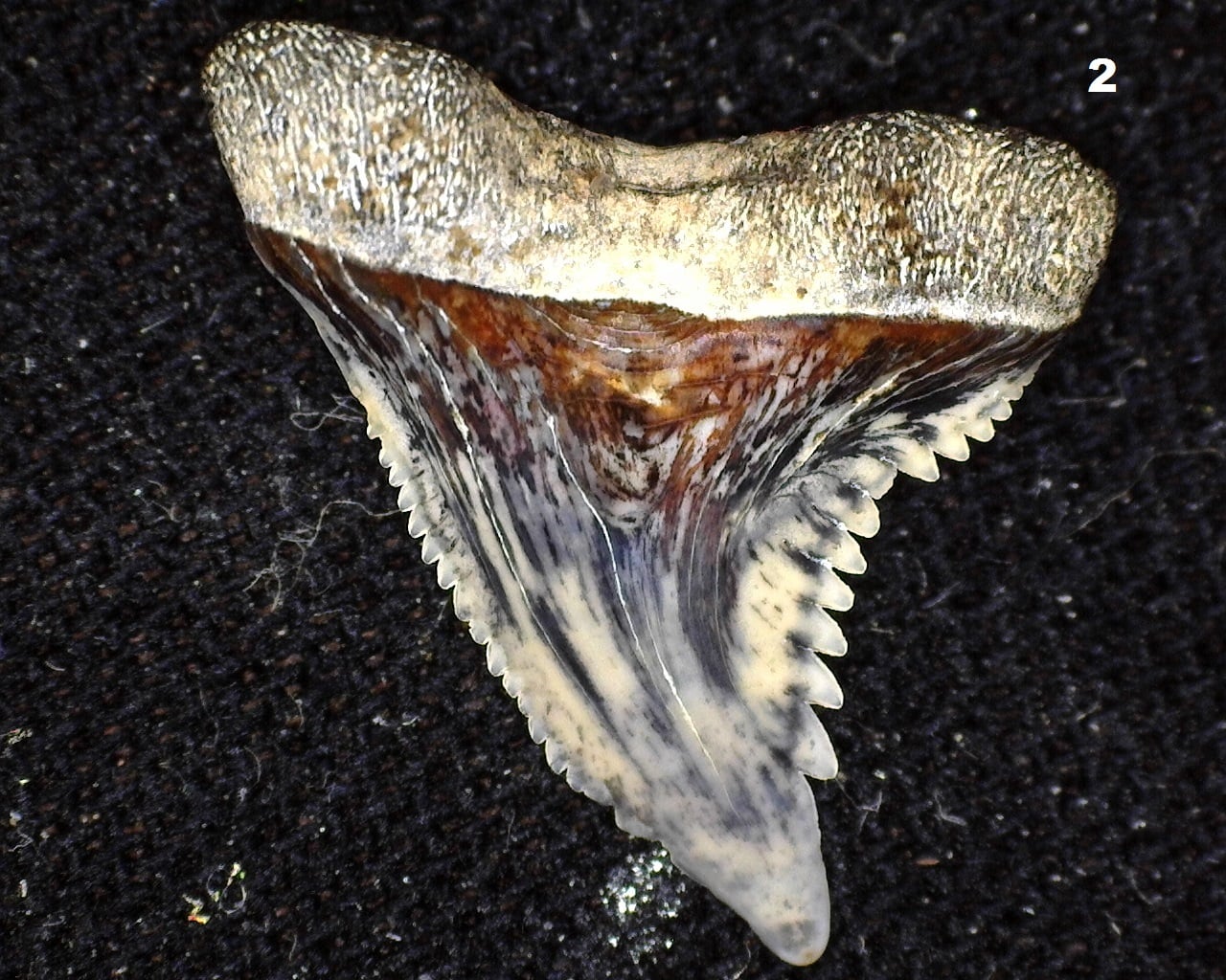 Snaggletooth shark teeth? - Fossil ID - The Fossil Forum
