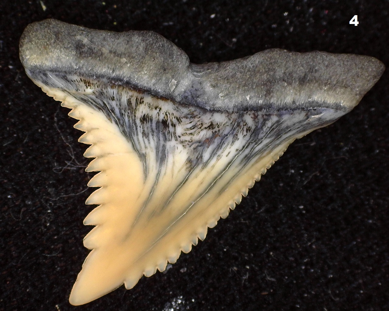 Snaggletooth shark teeth? - Fossil ID - The Fossil Forum