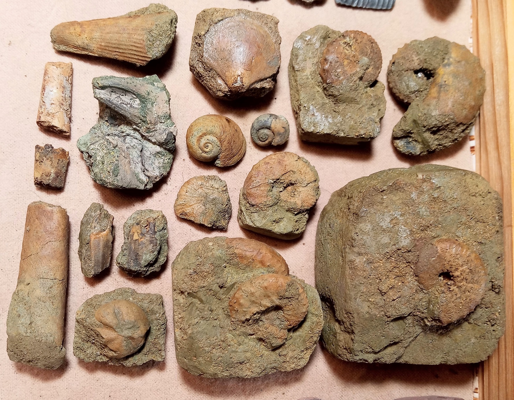 The Pinna Layer of Central New Jersey (USA) - Fossil Hunting Trips ...