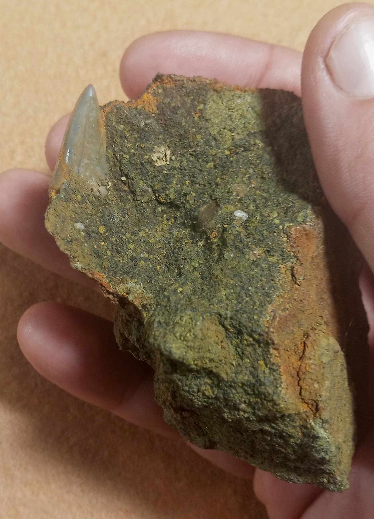 The Pinna Layer of Central New Jersey (USA) - Fossil Hunting Trips ...
