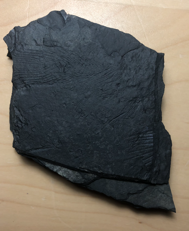 NJ Triassic Fishing - Fossil Hunting Trips - The Fossil Forum