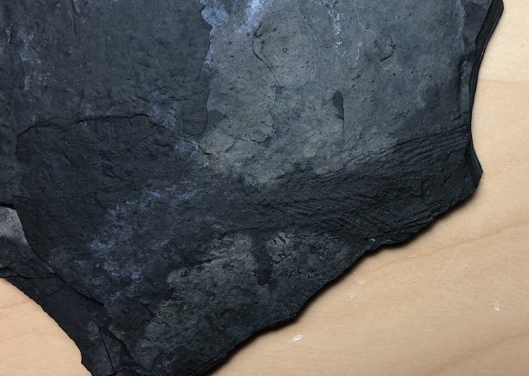 NJ Triassic Fishing - Fossil Hunting Trips - The Fossil Forum