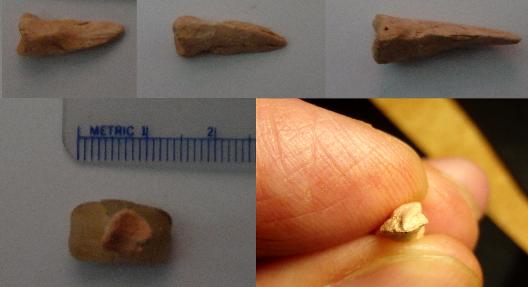 Texas Cave Find Claw - Fossil ID - The Fossil Forum
